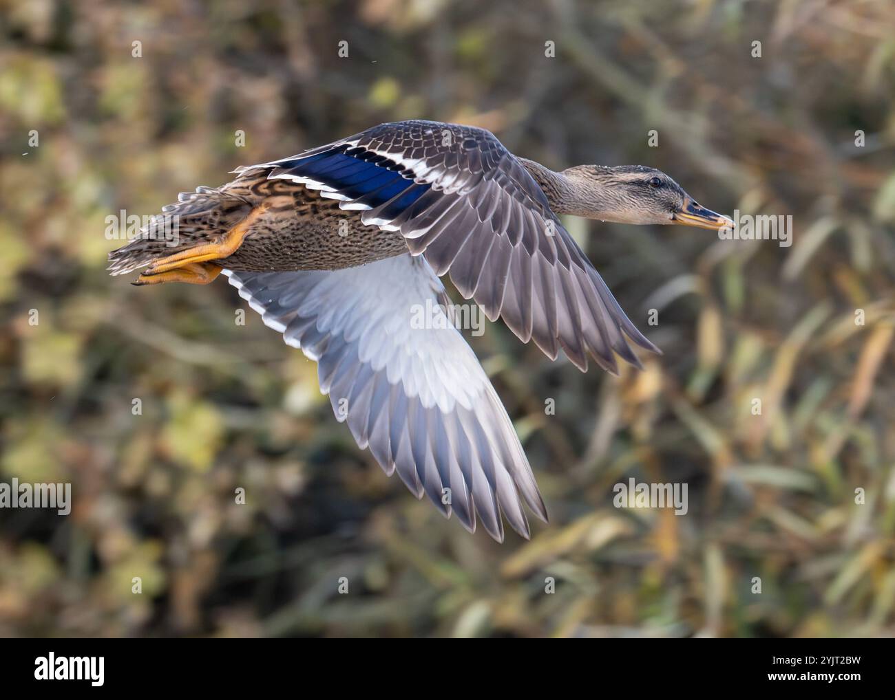 Mallard Duck in flight Stock Photo - Alamy
