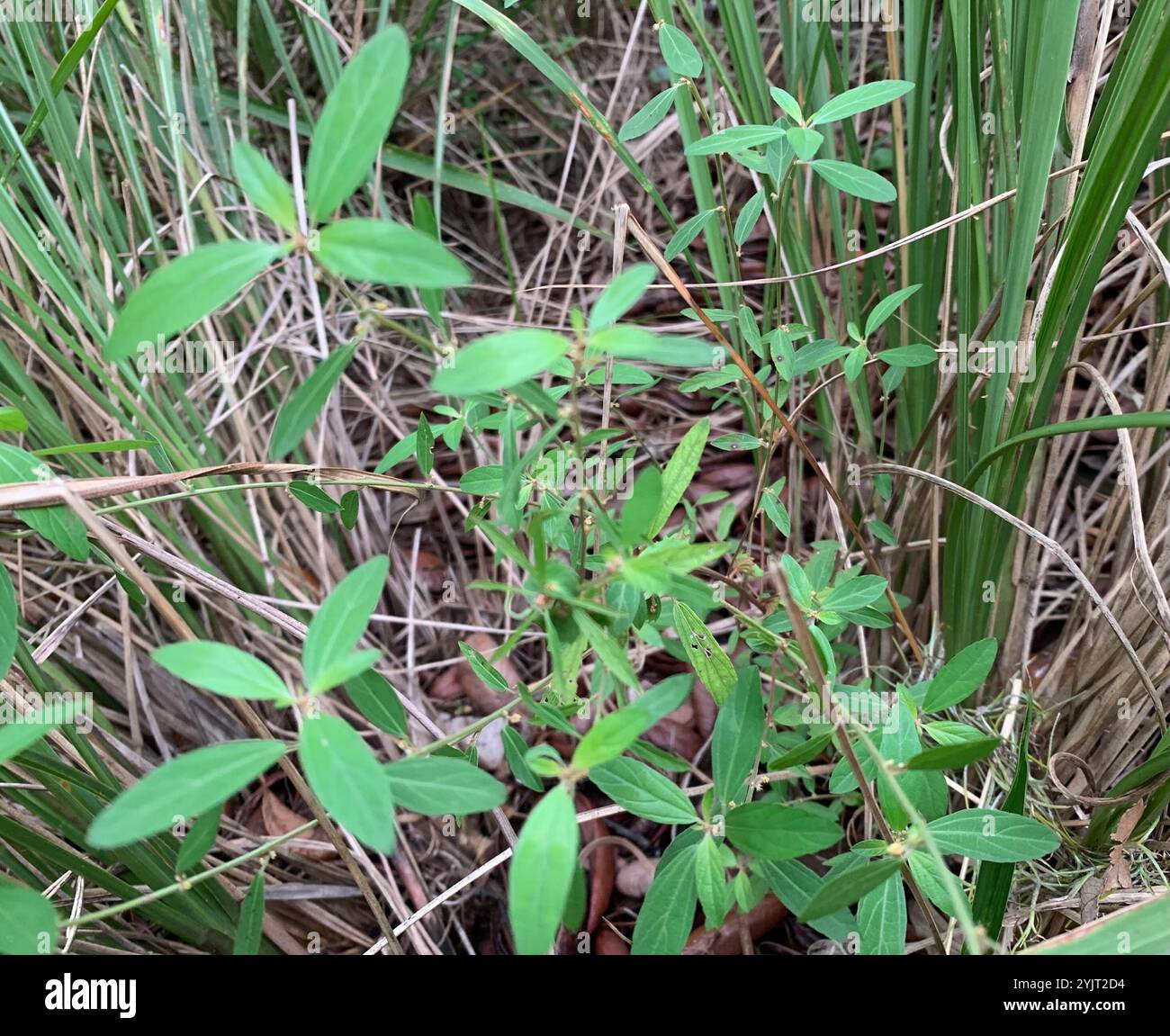 Slender Three-seeded Mercury (Acalypha gracilens Stock Photo - Alamy