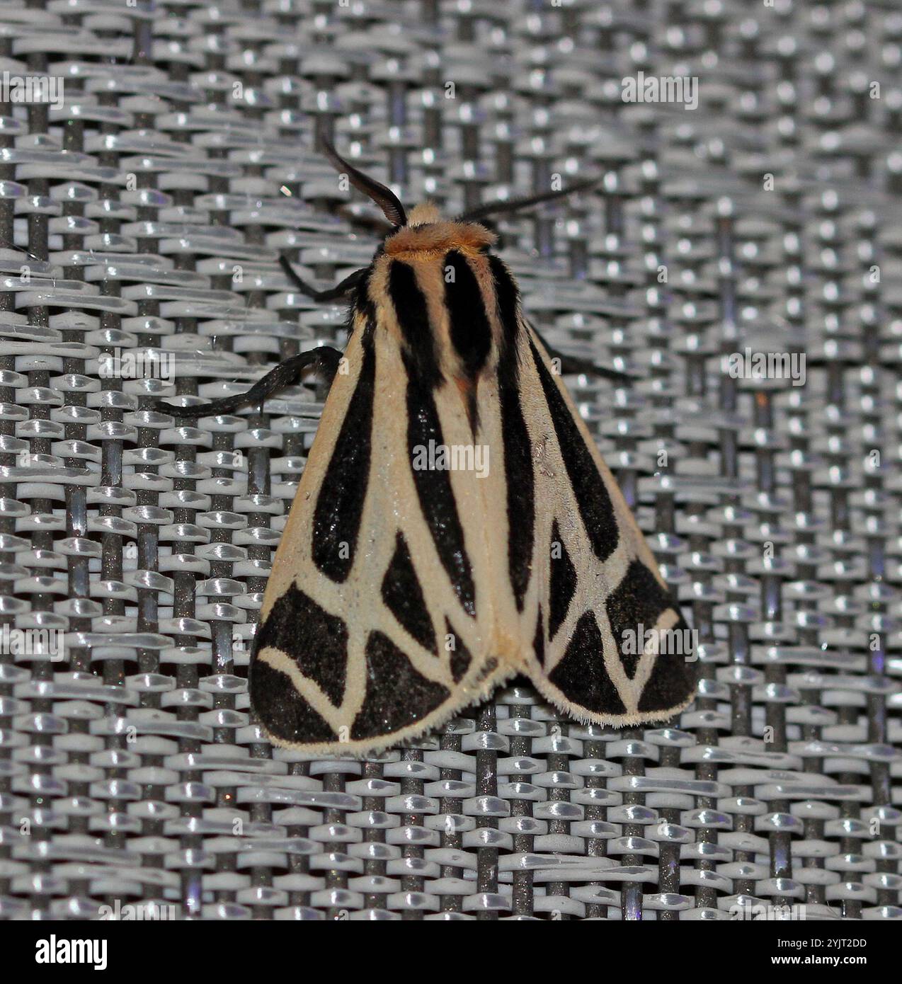 Harnessed Tiger Moth (Apantesis phalerata Stock Photo - Alamy