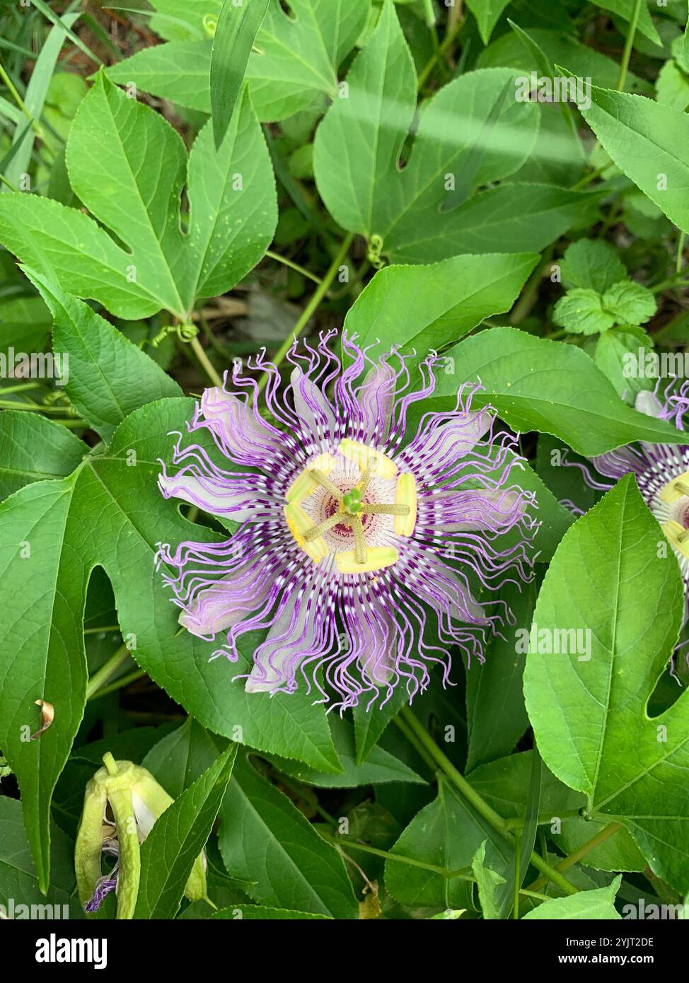 purple passionflower (Passiflora incarnata Stock Photo - Alamy