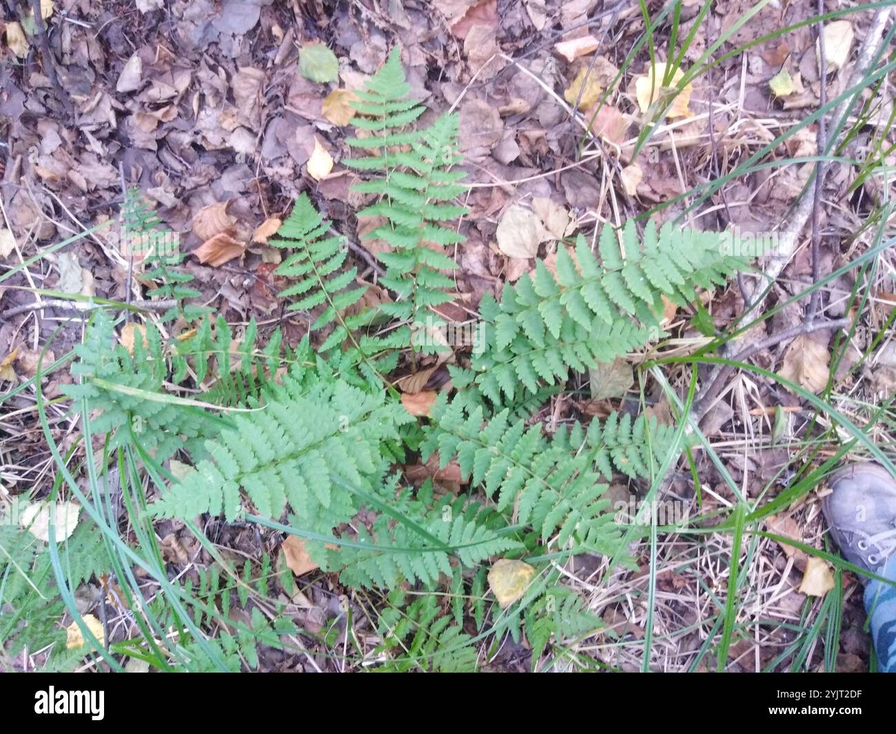 crested wood fern (Dryopteris cristata Stock Photo - Alamy