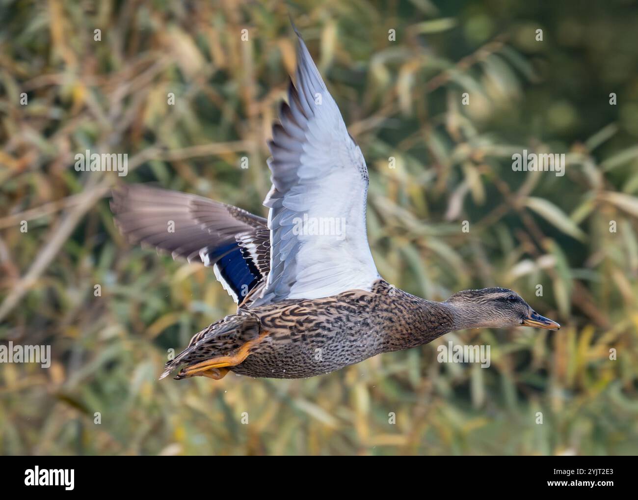 Mallard Duck in flight Stock Photo - Alamy