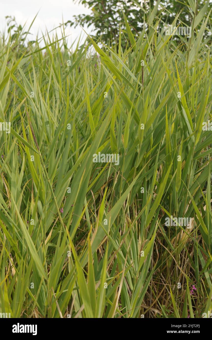 European reed (Phragmites australis australis Stock Photo - Alamy