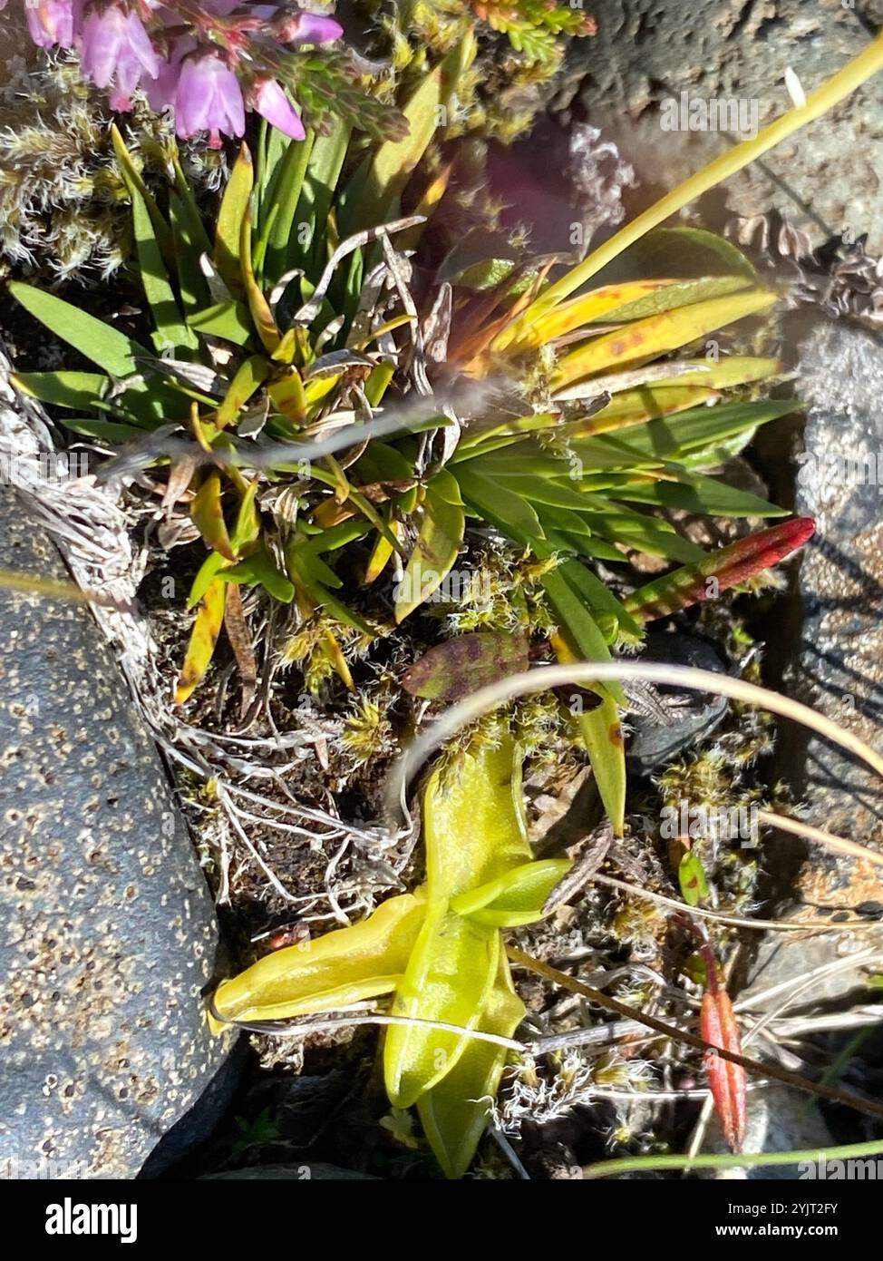 Common Butterwort (Pinguicula vulgaris Stock Photo - Alamy