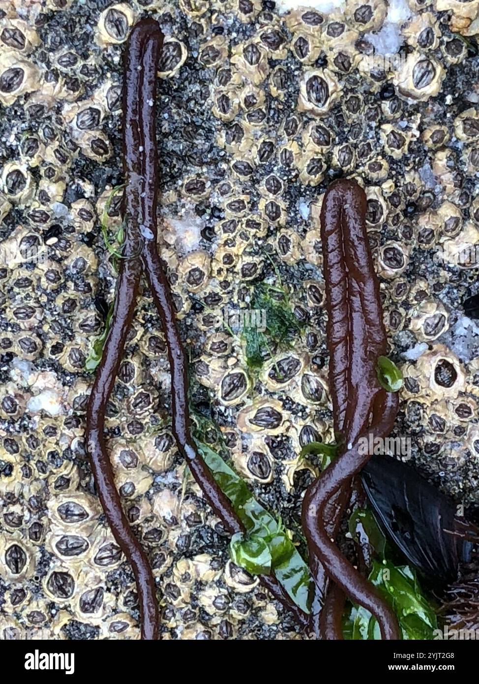 Nemalion hi-res stock photography and images - Alamy