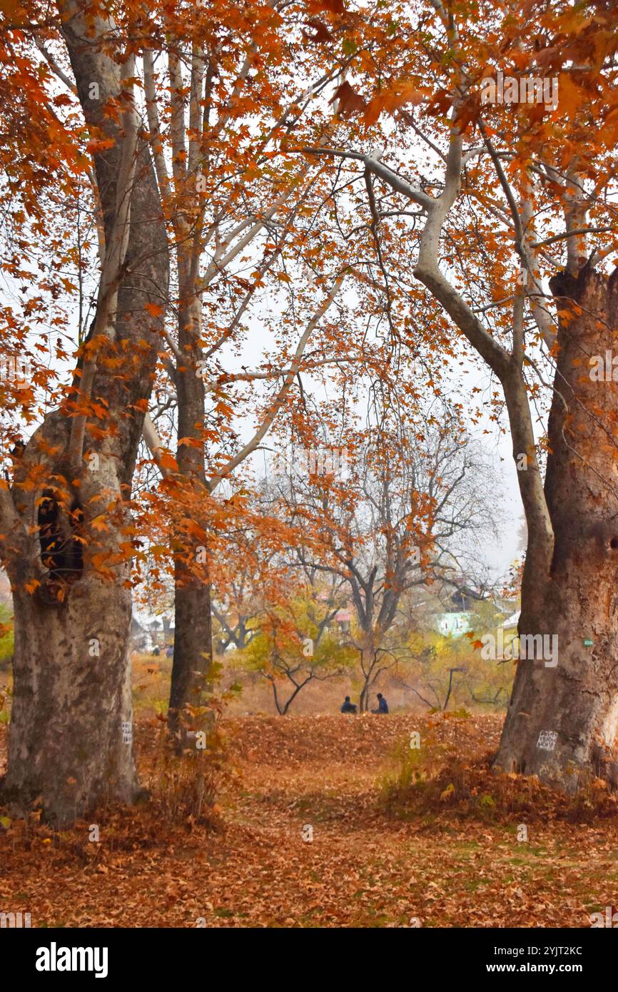 The park floors are covered with the yellowing winter leaves of the ...