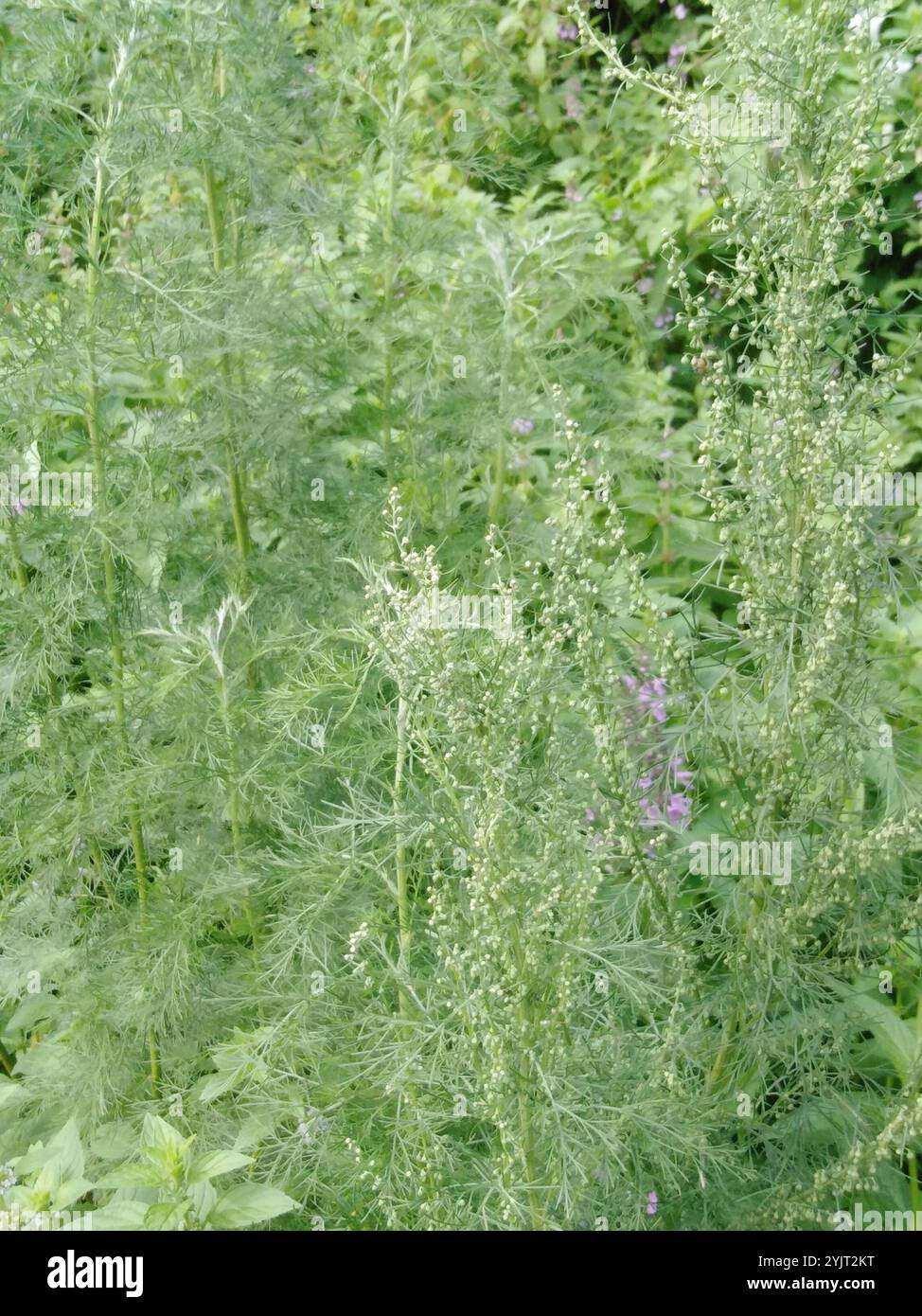 Southernwood (Artemisia abrotanum Stock Photo - Alamy