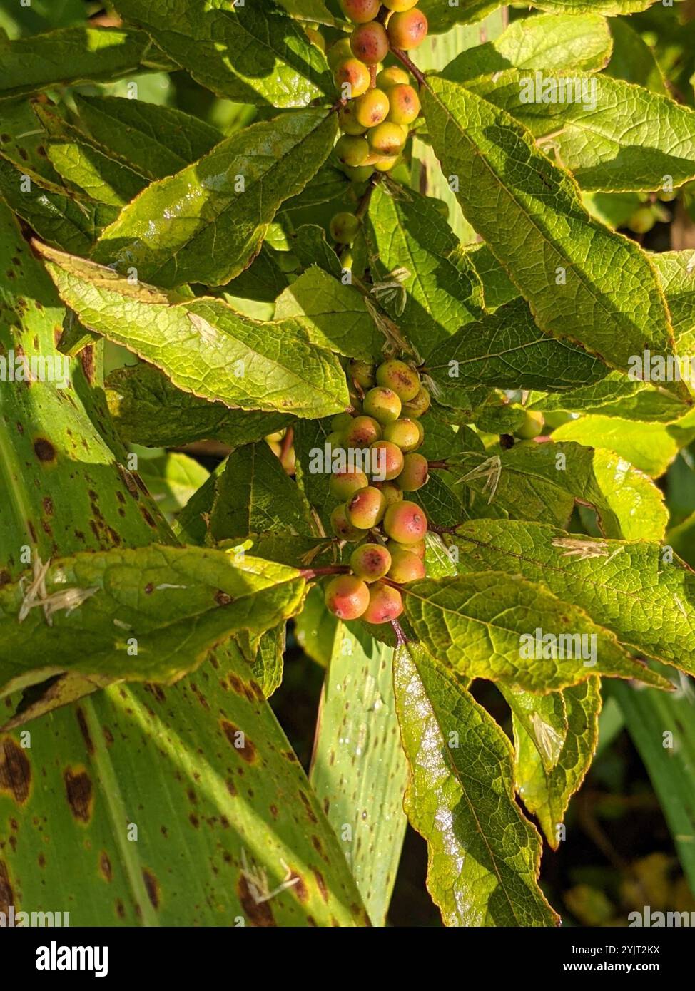 winterberry holly (Ilex verticillata Stock Photo - Alamy