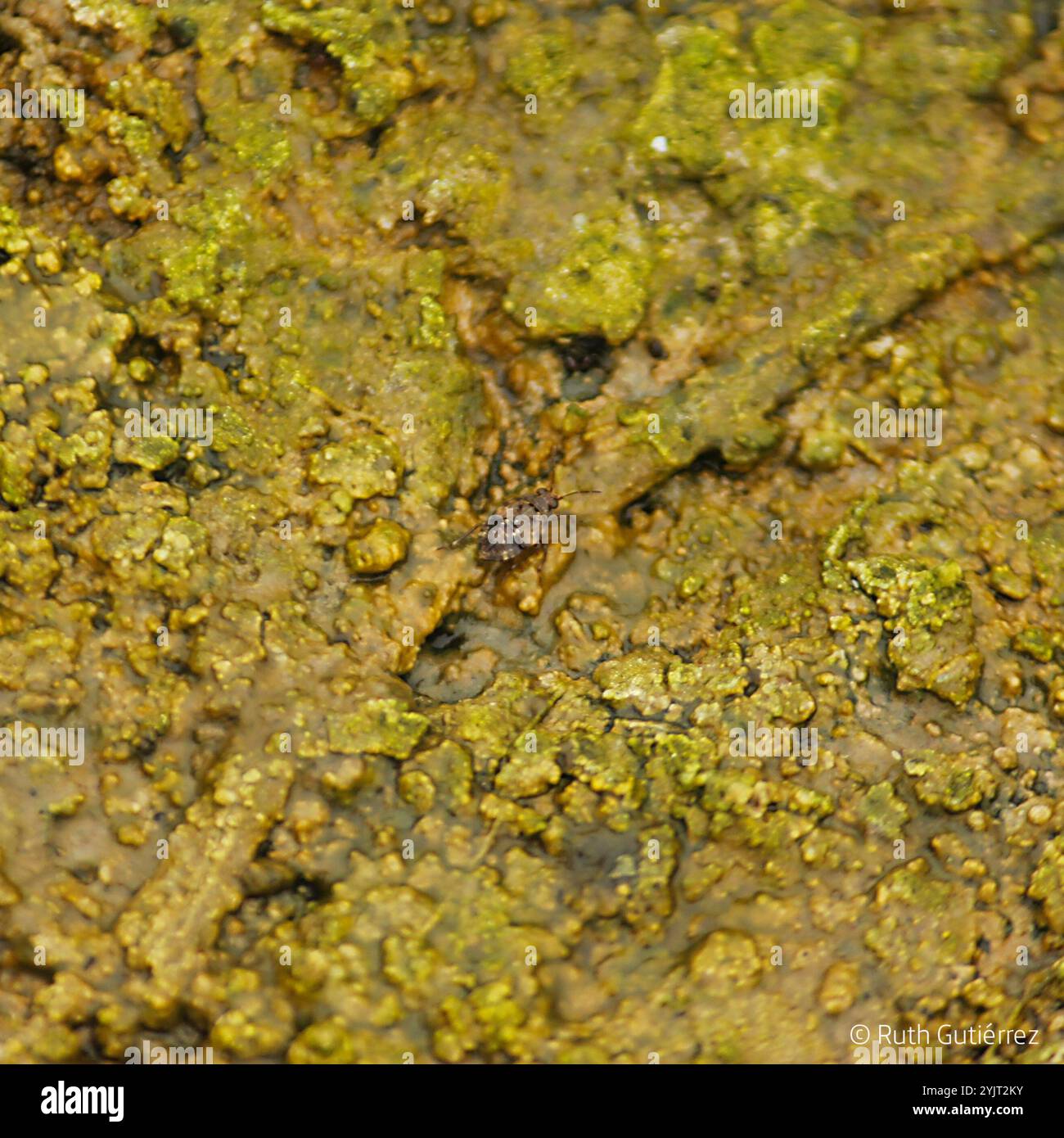 Shore bugs (Saldidae Stock Photo - Alamy