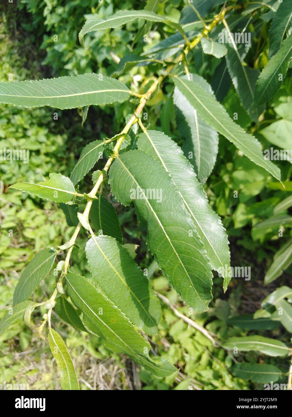 Almond Willow (Salix triandra Stock Photo - Alamy