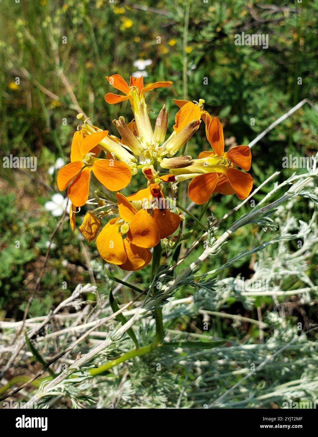 Western Wallflower (Erysimum capitatum Stock Photo - Alamy