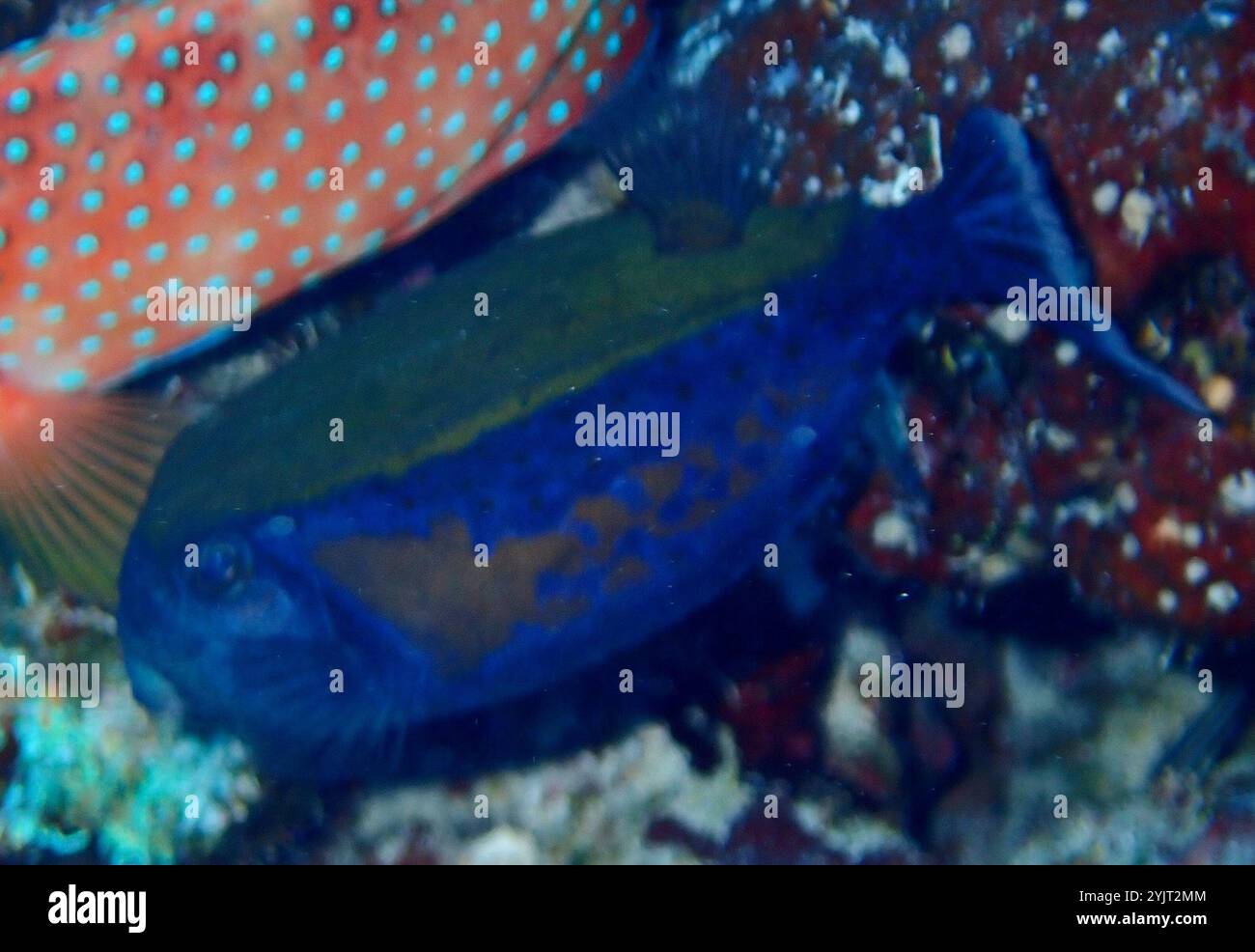 Bluetail Boxfish (Ostracion cyanurus Stock Photo - Alamy