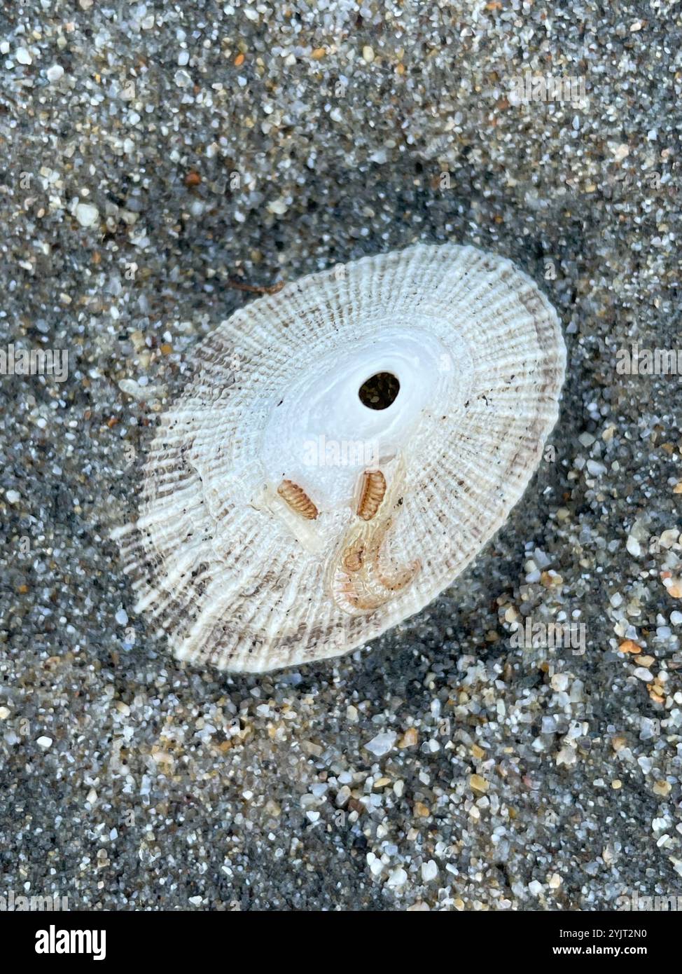 Rough keyhole limpet hi-res stock photography and images - Alamy