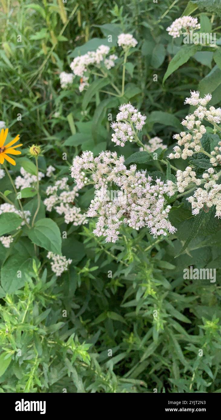 common boneset (Eupatorium perfoliatum Stock Photo - Alamy