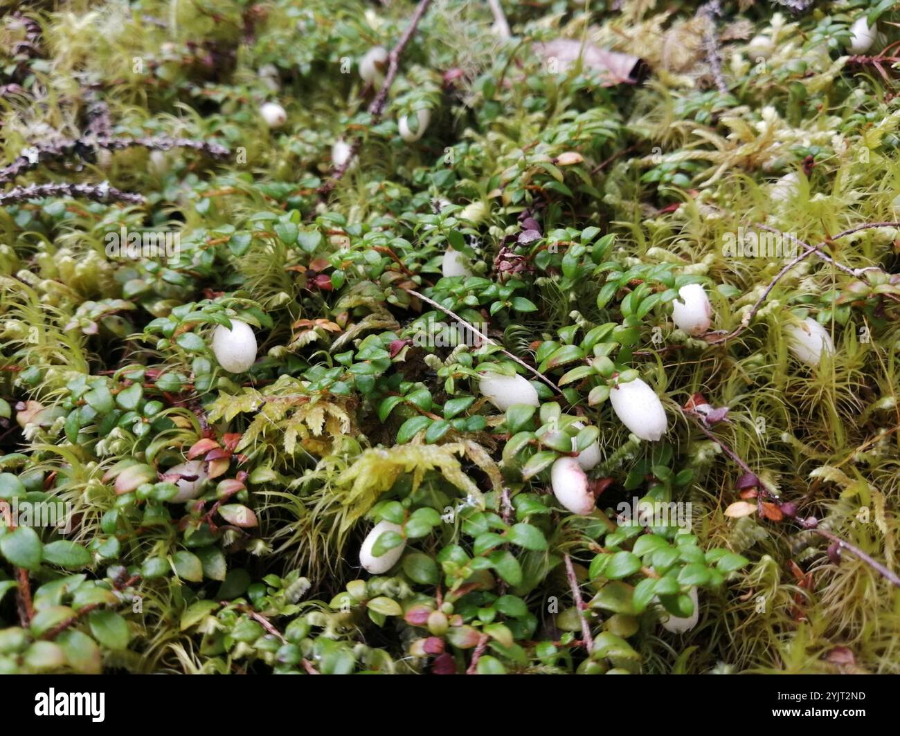 creeping snowberry (Gaultheria hispidula Stock Photo - Alamy