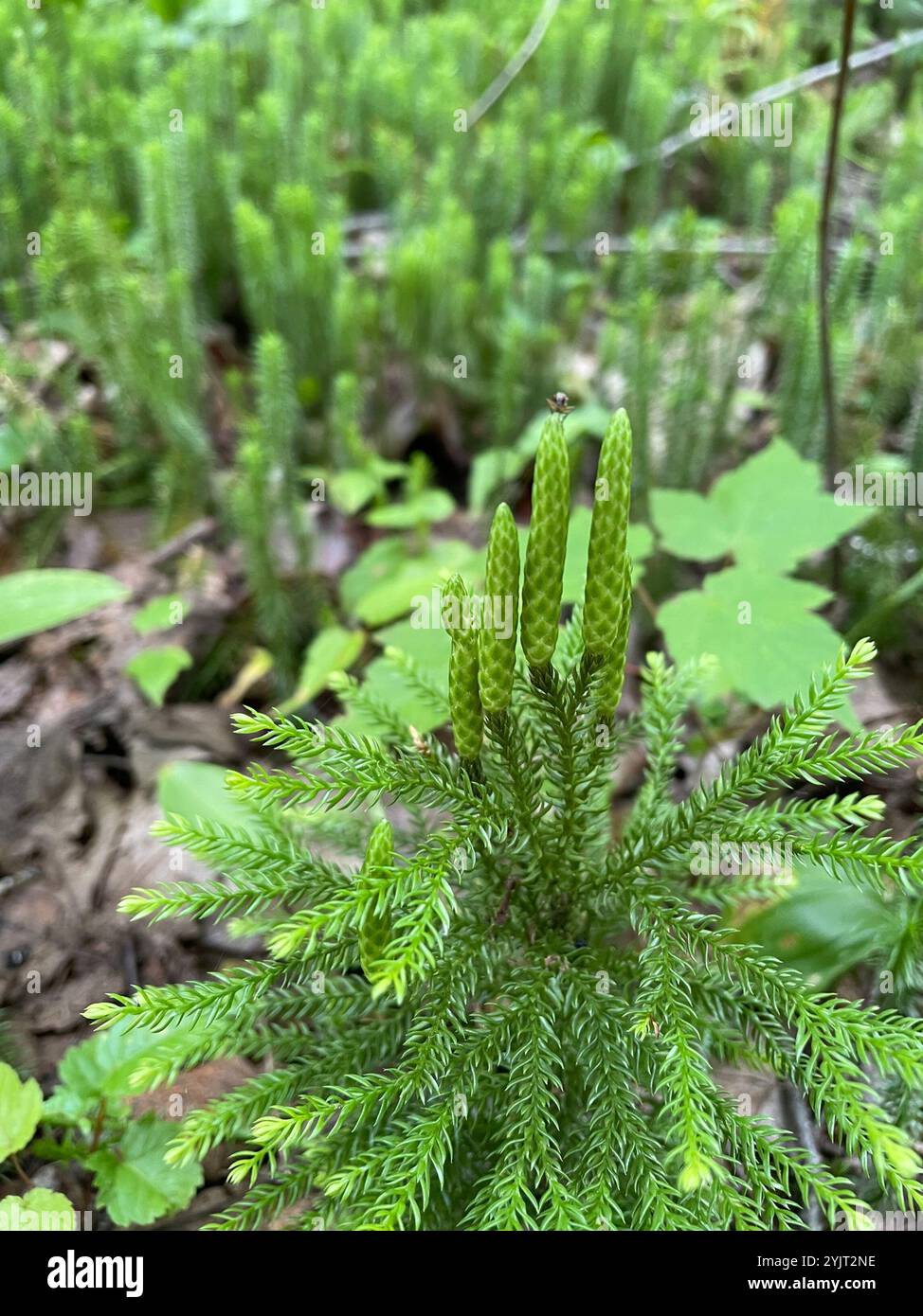 prickly tree-clubmoss (Dendrolycopodium dendroideum Stock Photo - Alamy