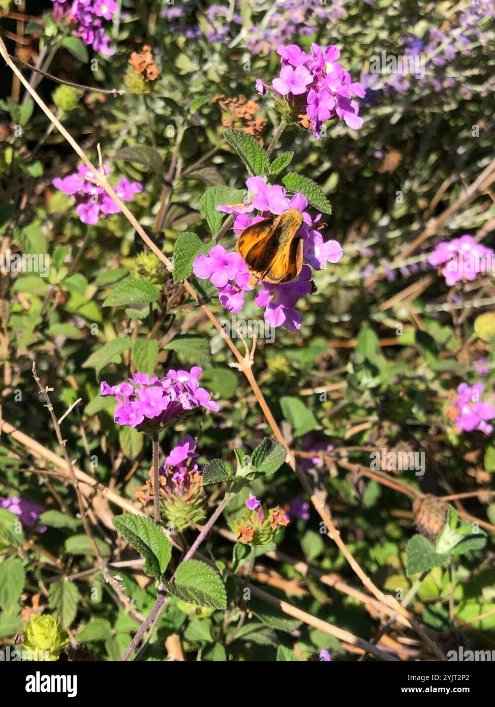 Fiery Skipper (Hylephila phyleus Stock Photo - Alamy