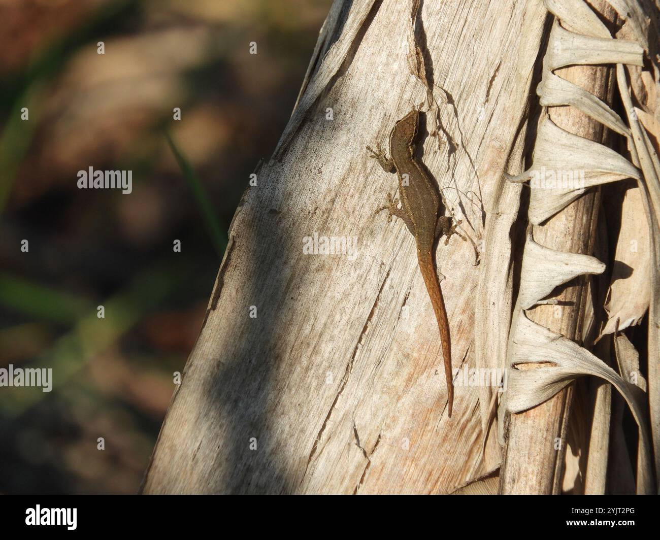 Common Dwarf Gecko (Lygodactylus capensis Stock Photo - Alamy