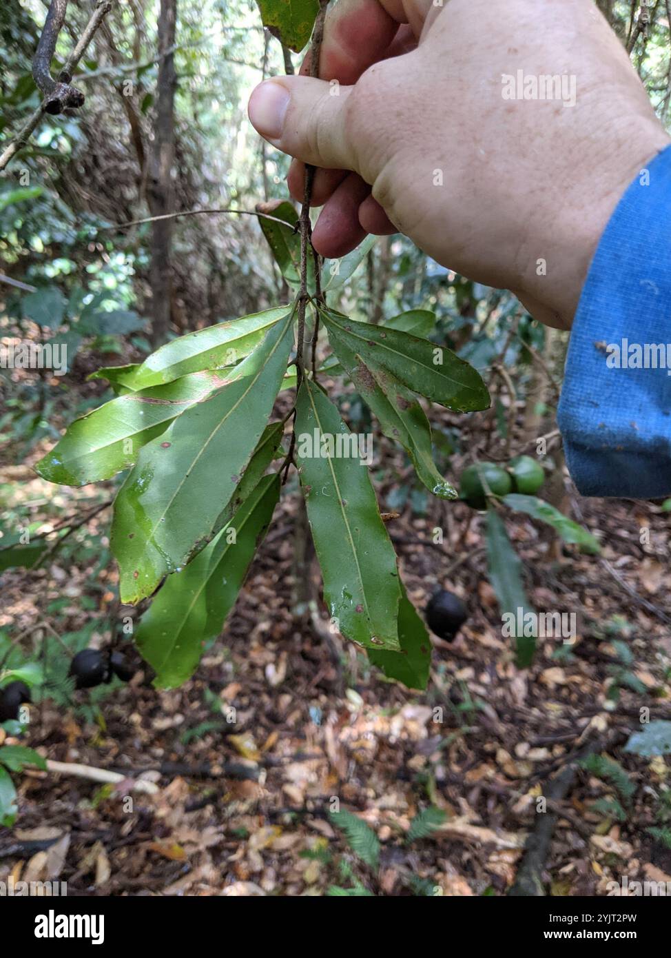 Macadamia integrifolia tree hi-res stock photography and images - Alamy