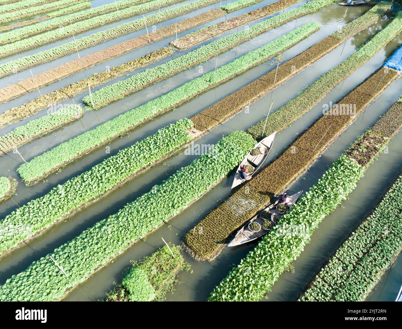 Farmers in low laying areas in Bangladesh choose floating farming ...