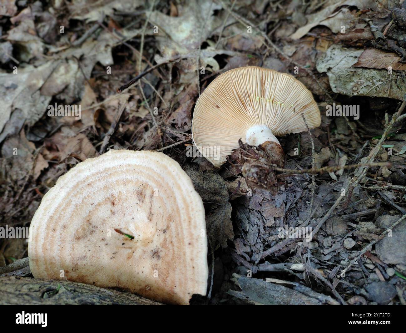Yellowdrop Milkcap (Lactarius chrysorrheus Stock Photo - Alamy
