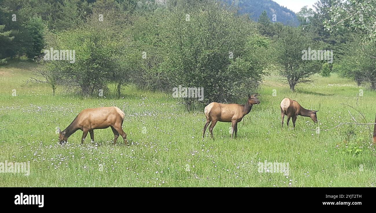 Wapiti (Cervus canadensis Stock Photo - Alamy