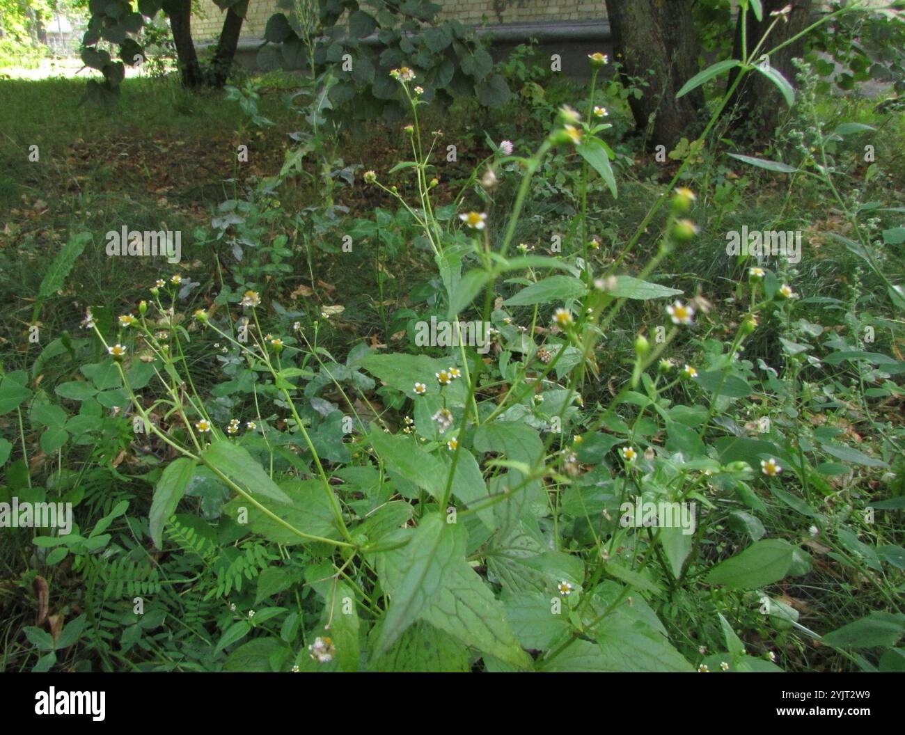 Gallant Soldier (Galinsoga parviflora Stock Photo - Alamy