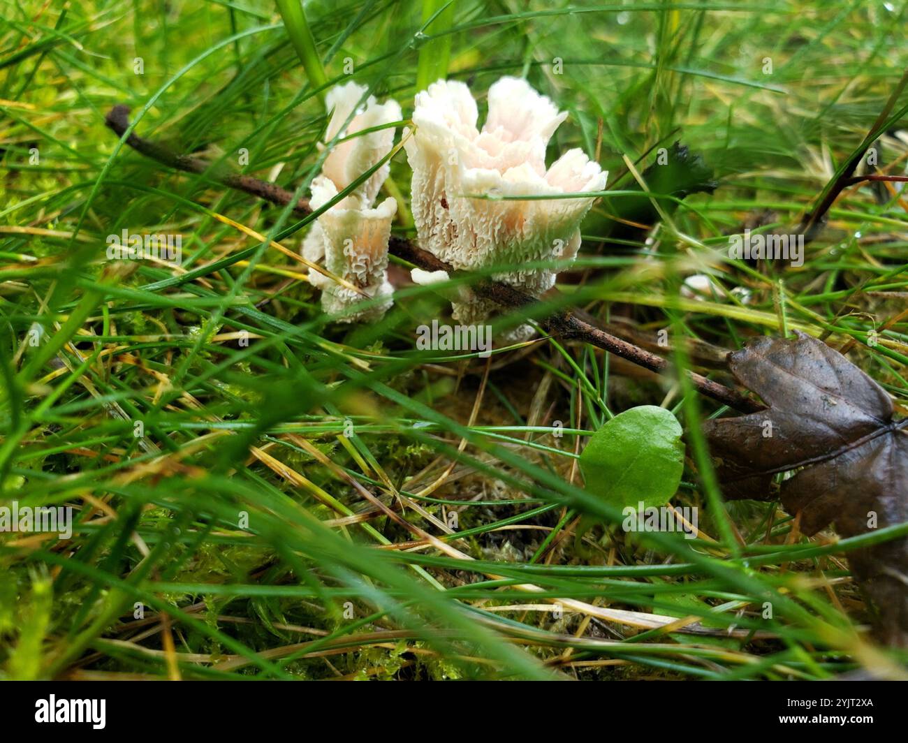 Blushing Rosette (Abortiporus biennis Stock Photo - Alamy