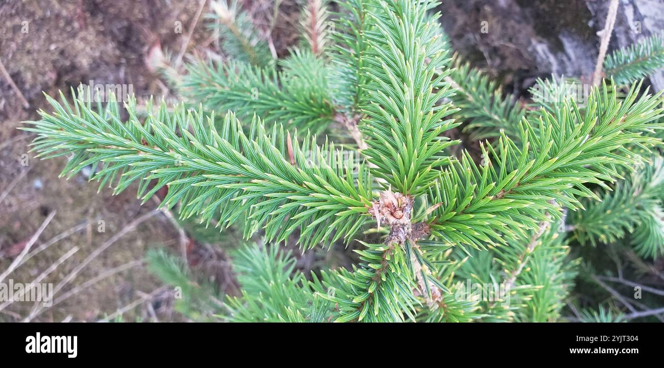 Sitka spruce (Picea sitchensis Stock Photo - Alamy