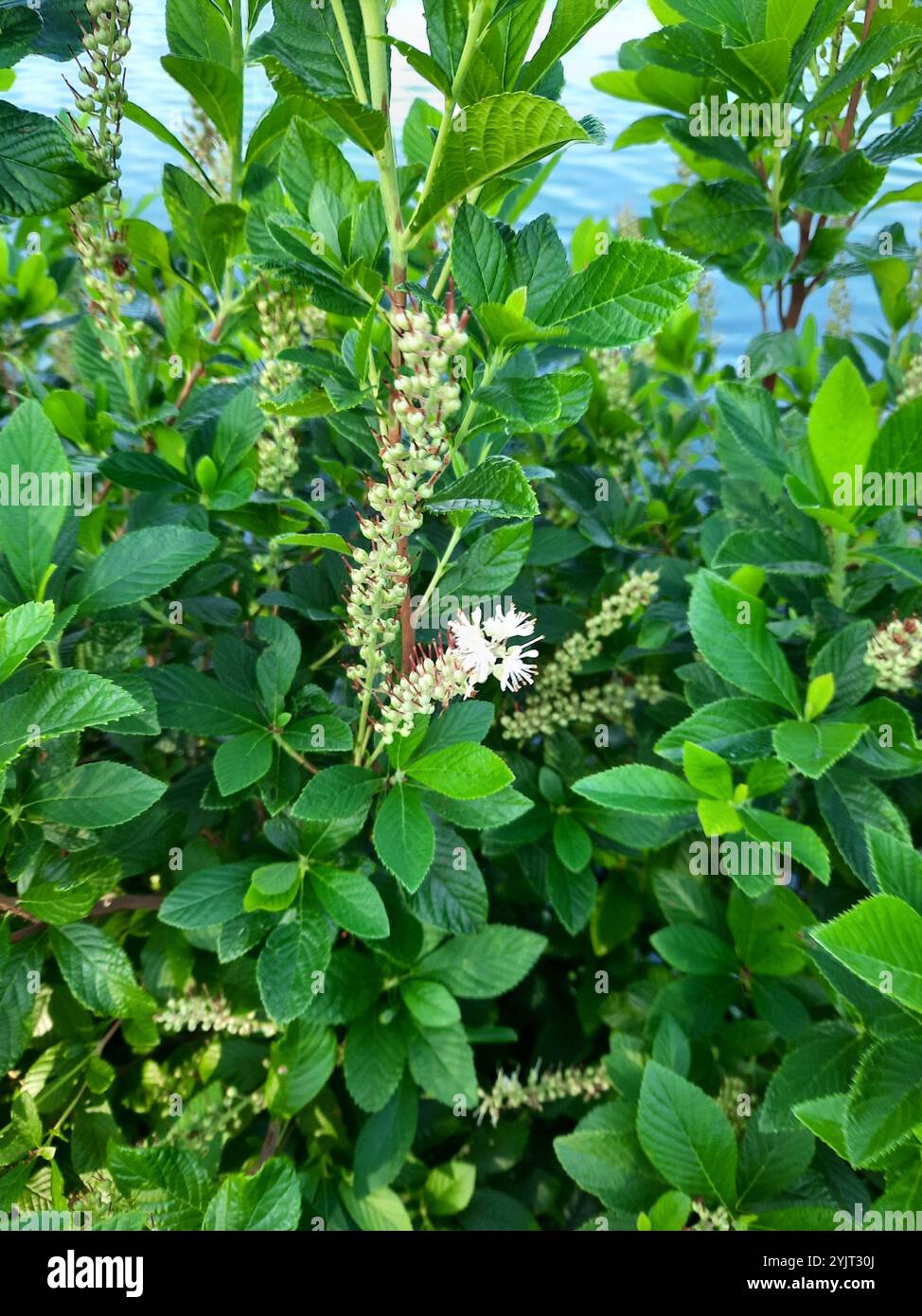 Sweet Pepperbush (Clethra alnifolia Stock Photo - Alamy