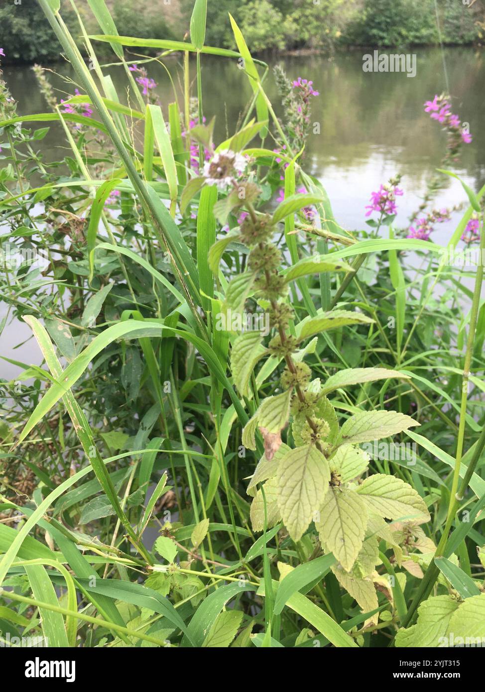 corn mint (Mentha arvensis Stock Photo - Alamy