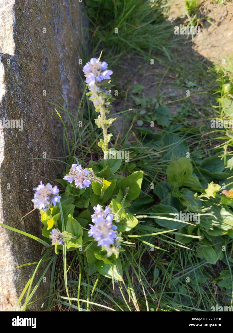 American alpine speedwell (Veronica wormskjoldii Stock Photo - Alamy