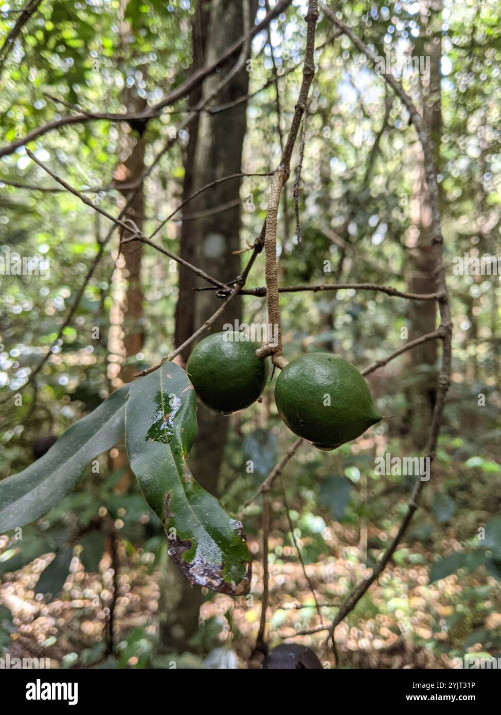 Macadamia Tree (Macadamia integrifolia Stock Photo - Alamy