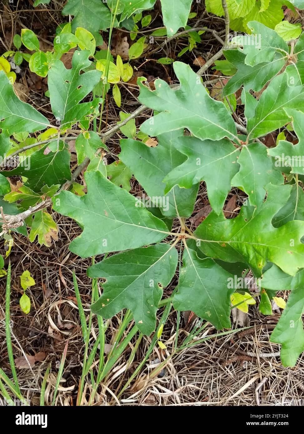 southern red oak (Quercus falcata Stock Photo - Alamy