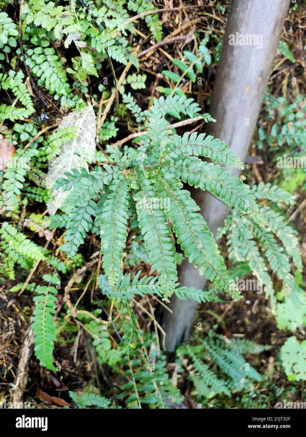 Rough Maidenhair Fern (Adiantum hispidulum Stock Photo - Alamy