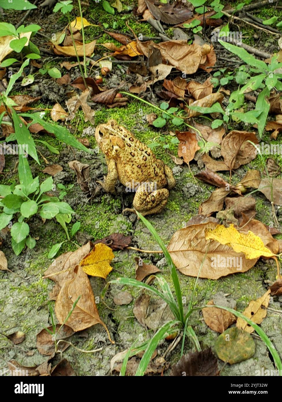 American Toad (Anaxyrus americanus Stock Photo - Alamy