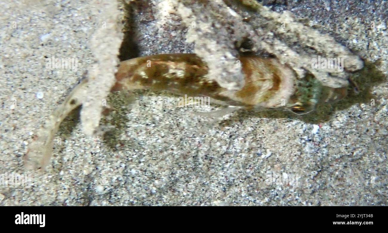 Ray-finned Fishes (Actinopterygii Stock Photo - Alamy