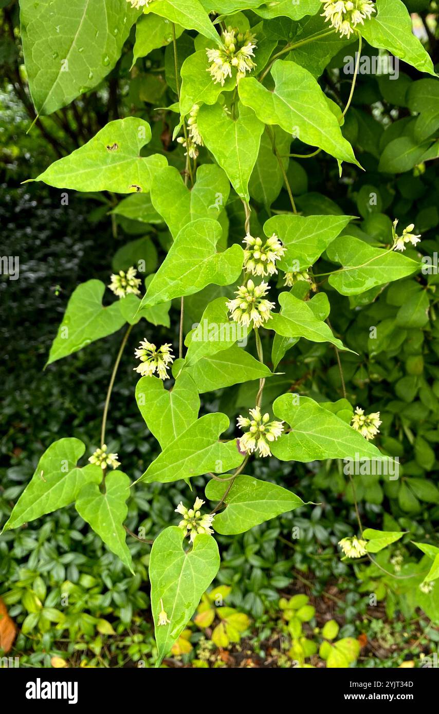 honey-vine climbing milkweed (Cynanchum laeve Stock Photo - Alamy