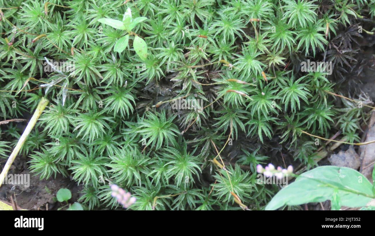 lesser smoothcap (Atrichum angustatum Stock Photo - Alamy
