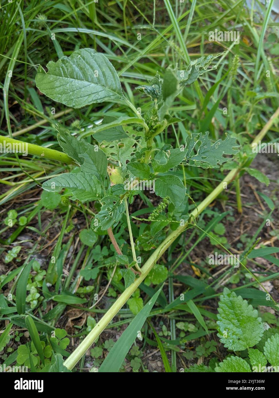 Redroot Amaranth (Amaranthus retroflexus Stock Photo - Alamy