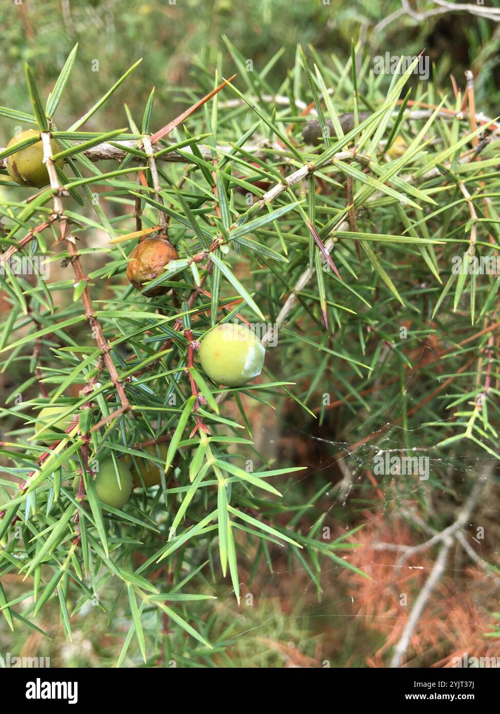 western prickly juniper (Juniperus oxycedrus Stock Photo - Alamy