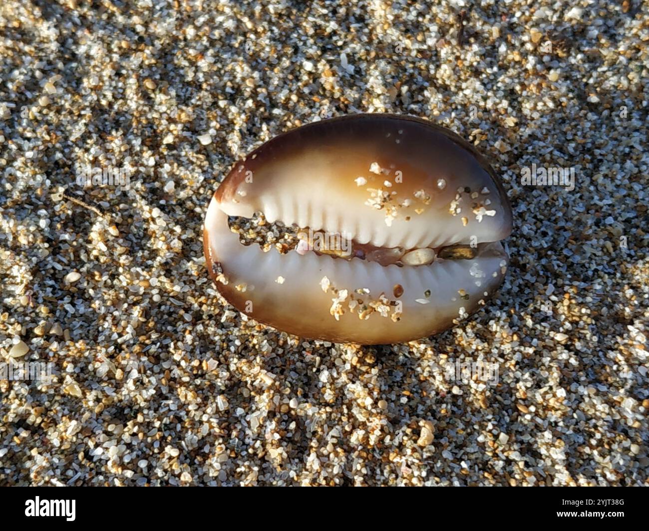 Monetaria caputserpentis hi-res stock photography and images - Alamy