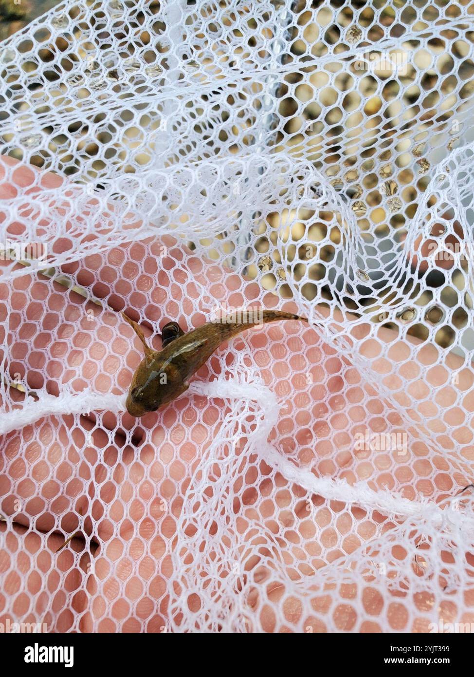 Freshwater Sculpins (Cottus Stock Photo - Alamy