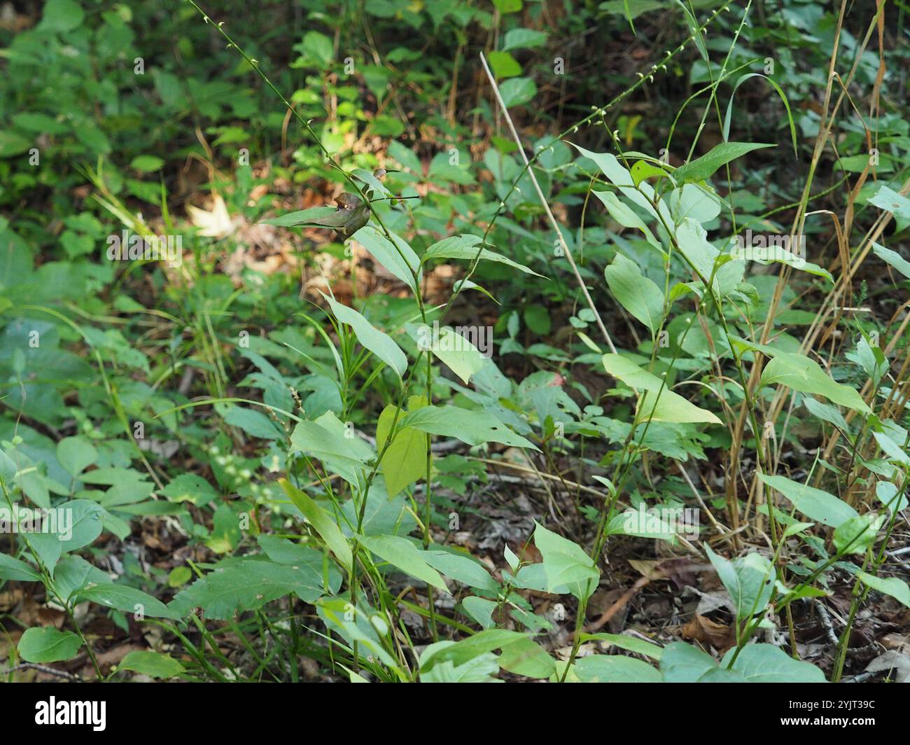 American jumpseed (Persicaria virginiana Stock Photo - Alamy
