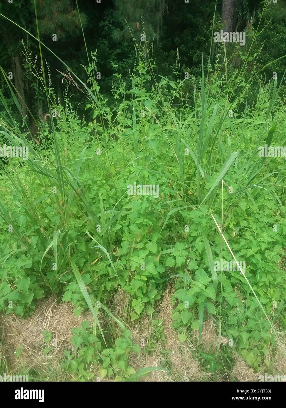 Tropical Bushmint (Hyptis mutabilis Stock Photo - Alamy