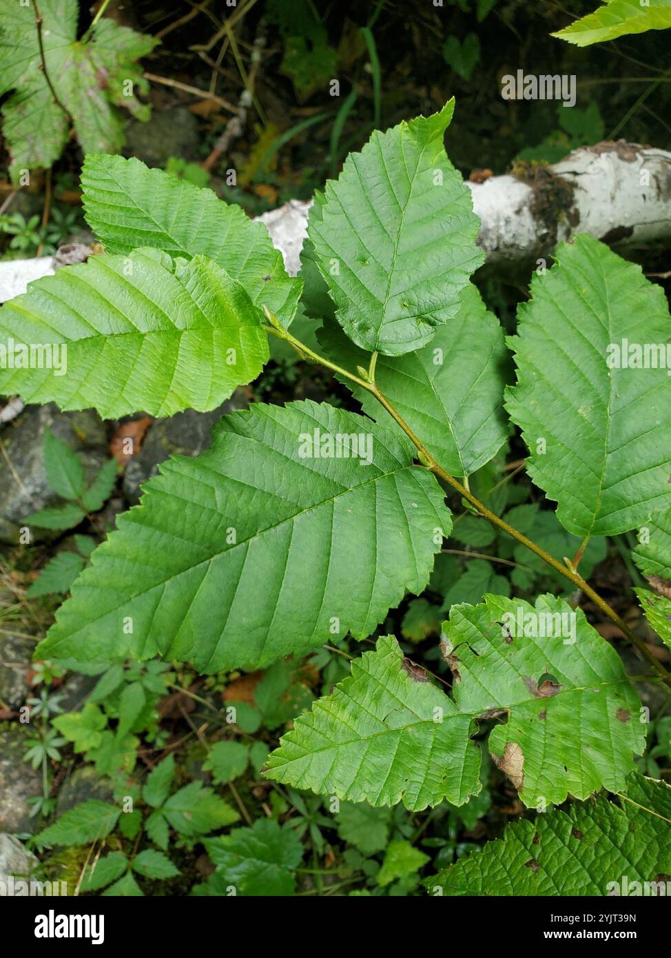 Red Alder (Alnus rubra Stock Photo - Alamy