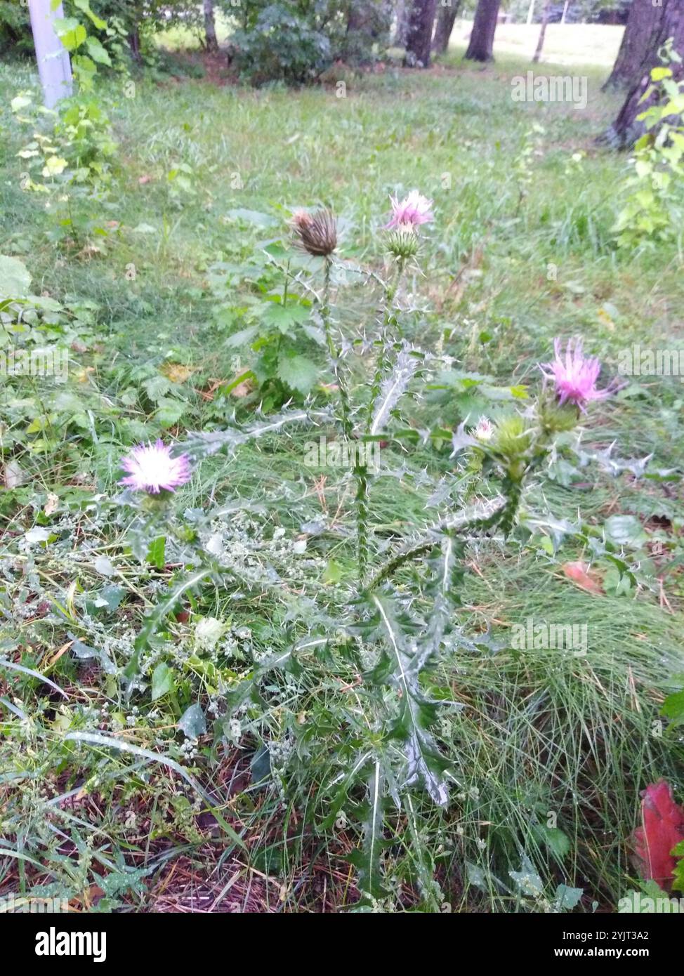 Broad winged thistle hi-res stock photography and images - Alamy