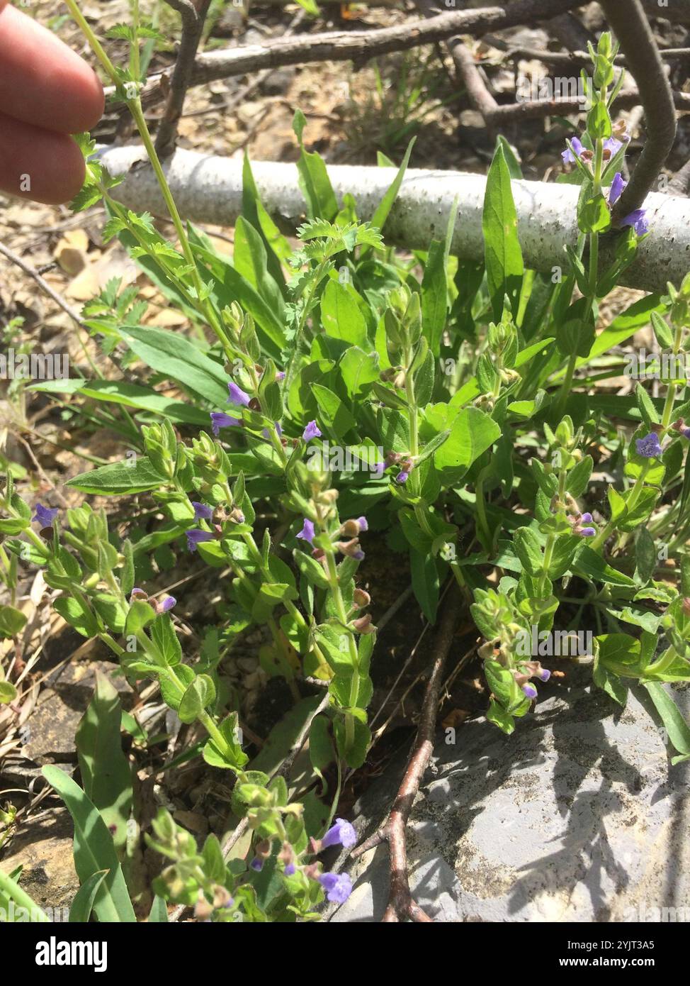 Scutellaria parvula hi-res stock photography and images - Alamy