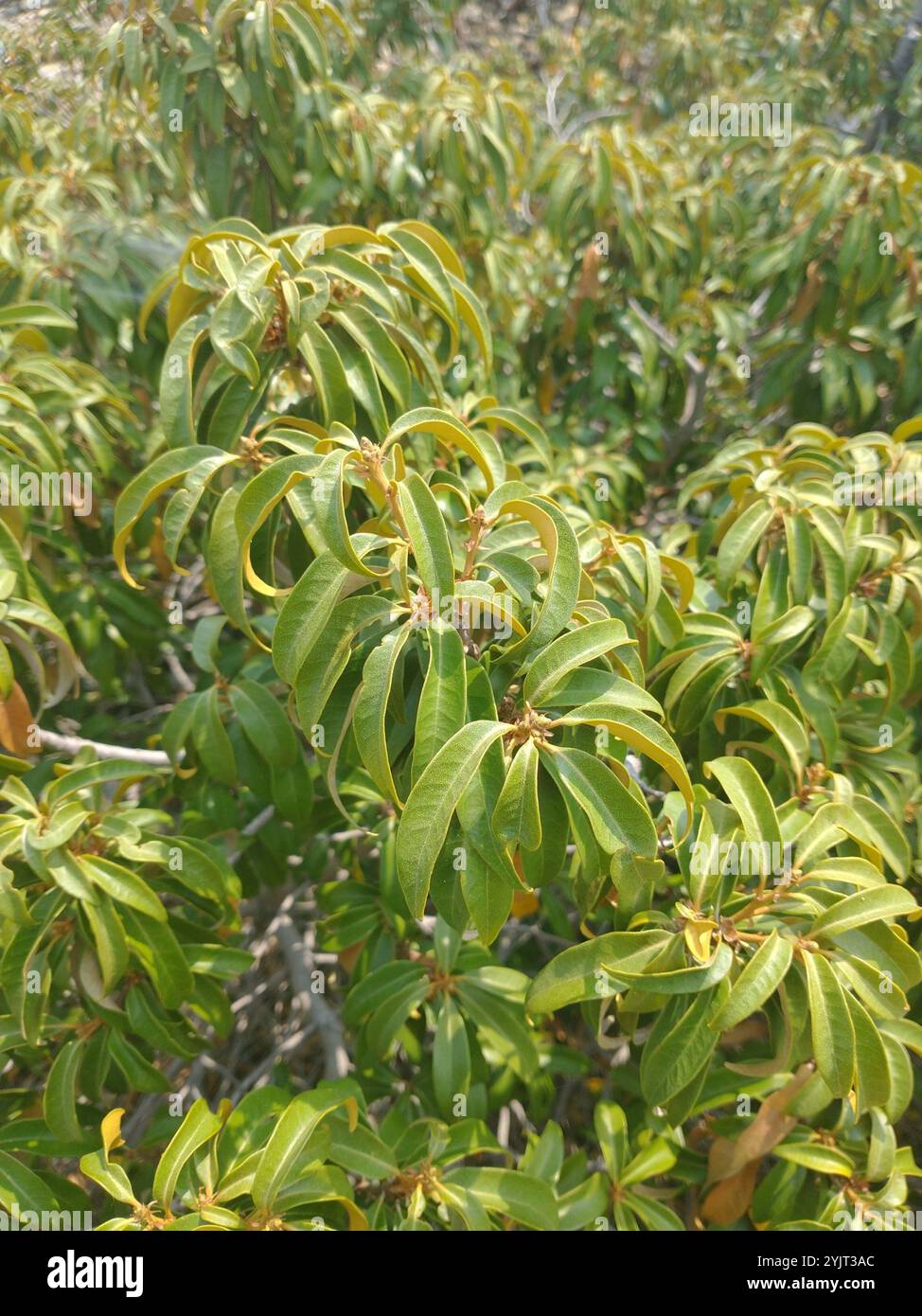 Golden chinquapin (Chrysolepis chrysophylla Stock Photo - Alamy