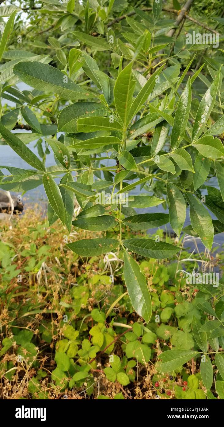 Oregon Ash (Fraxinus latifolia Stock Photo - Alamy